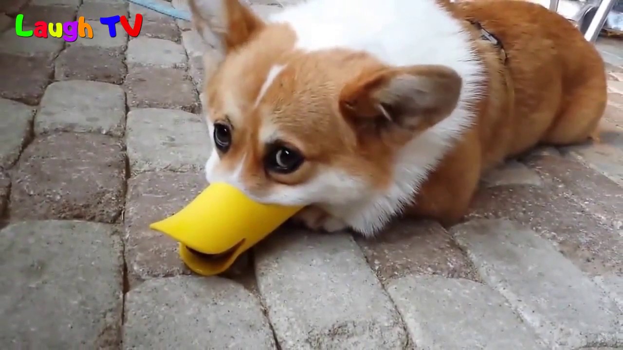 Dogs never fail to make us laugh Super funny dogs compilation - YouTube