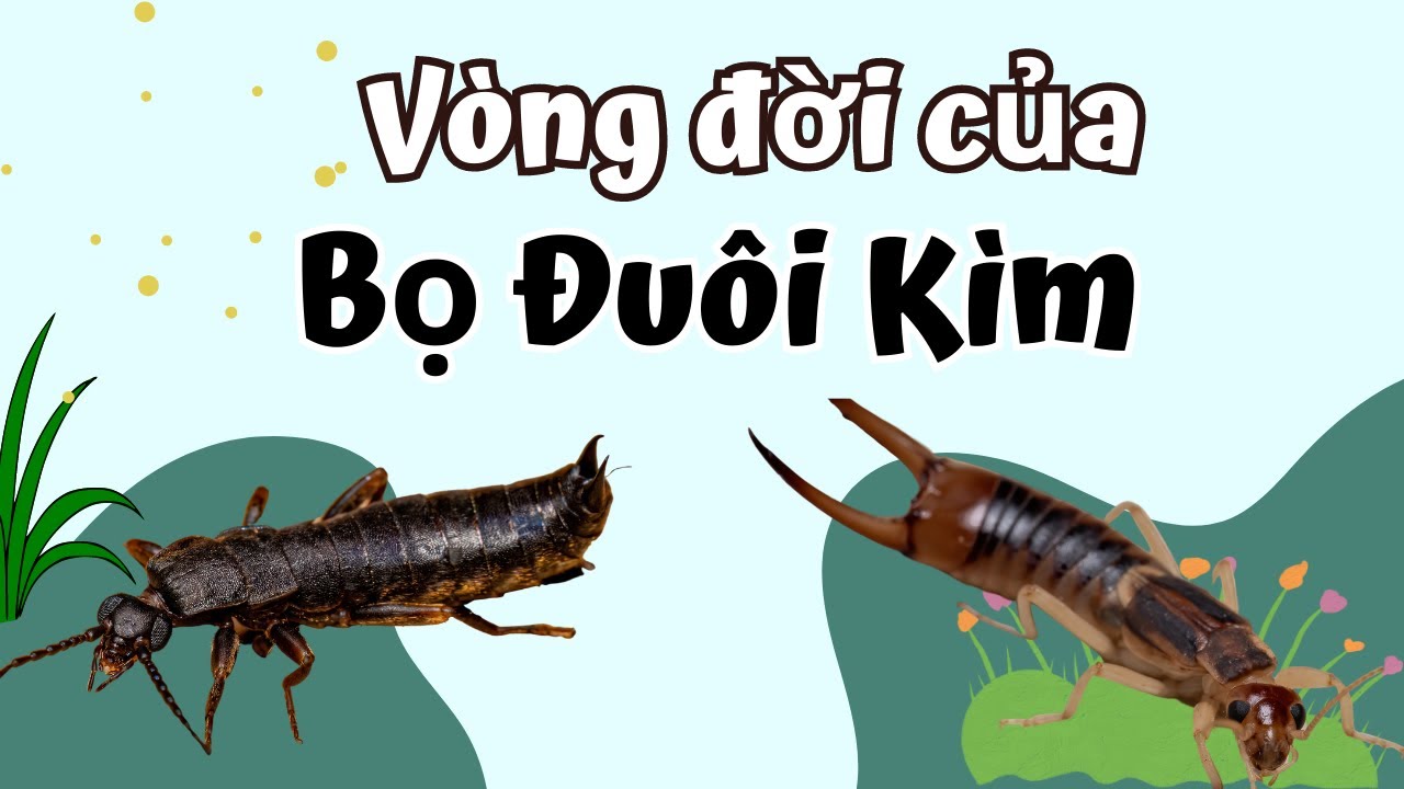 Vòng Đời Của Bọ Đuôi Kìm Bao Nhiêu Ngày? Dermaptera beetle life cycle ...