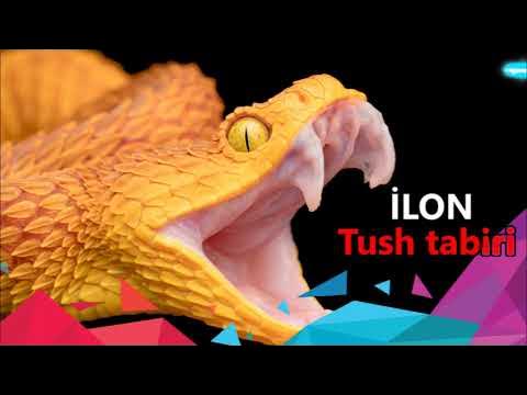Тушда Илон курса - Ilon tushda - tushda ilon ko'rish - Тушда илон куриш ...
