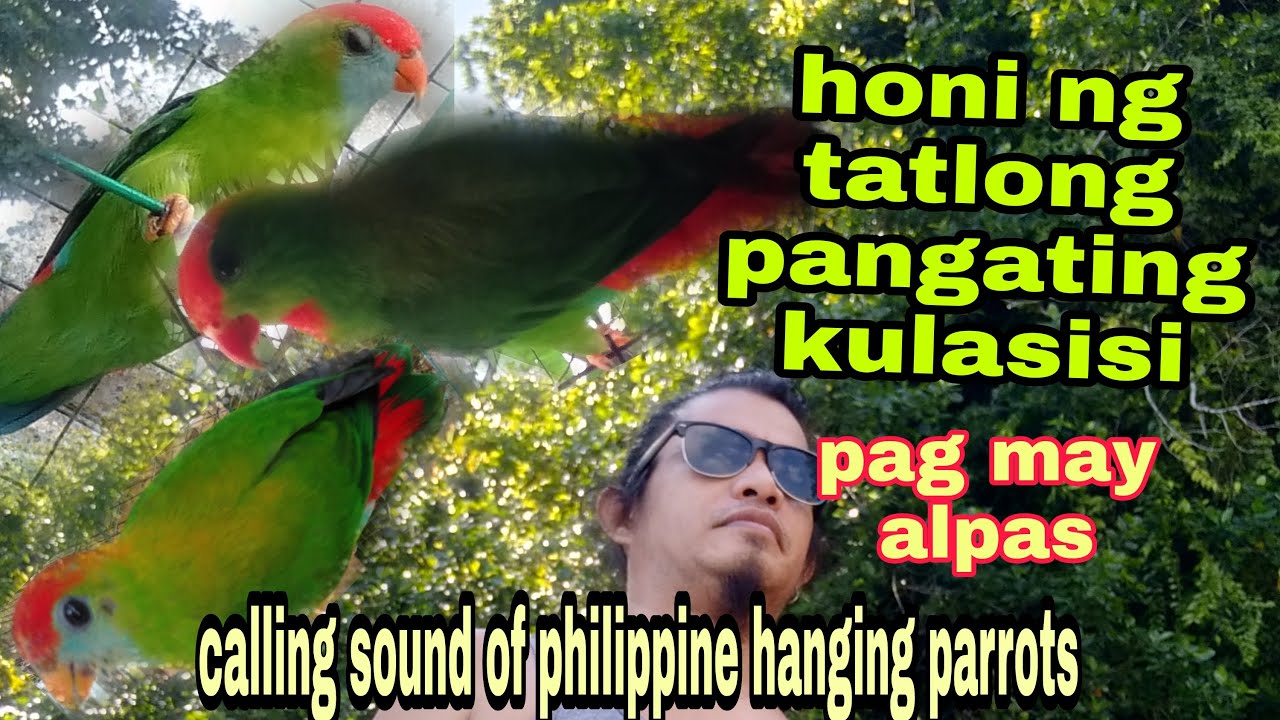 HONI NG TATLONG PANGATING KULASISI PAG MAY LAYAW O ALPAS.#birds # ...