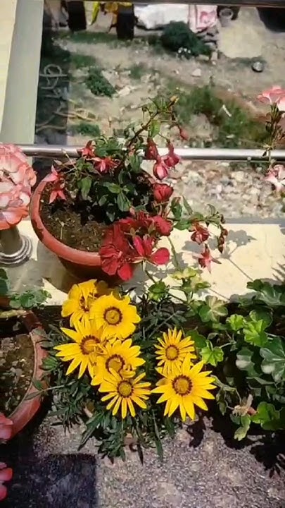 दिल गार्डन गार्डन हो गया🥰🌹 Subscribe Like Youtubeshorts Youtube