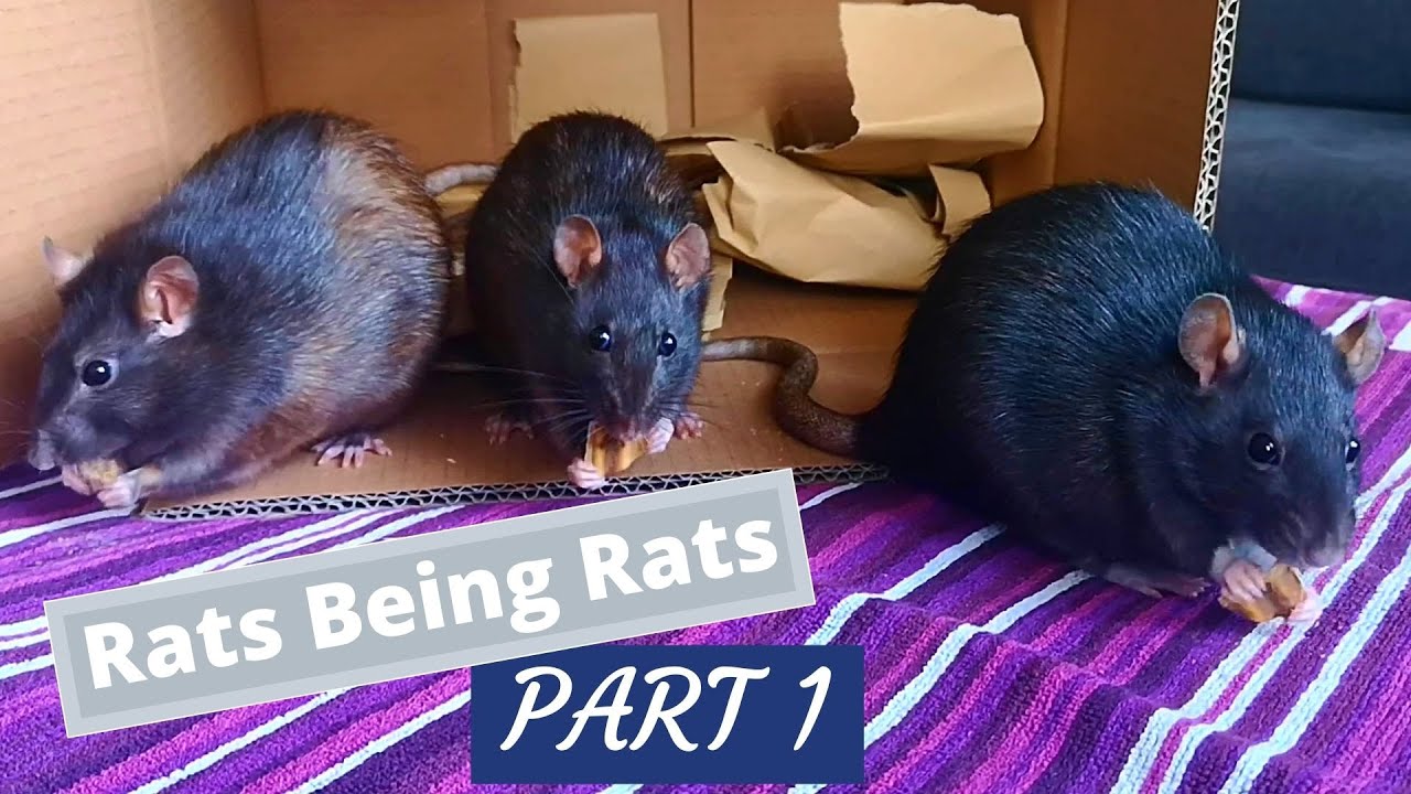 Pet Rat Compilation - PART 1 - YouTube