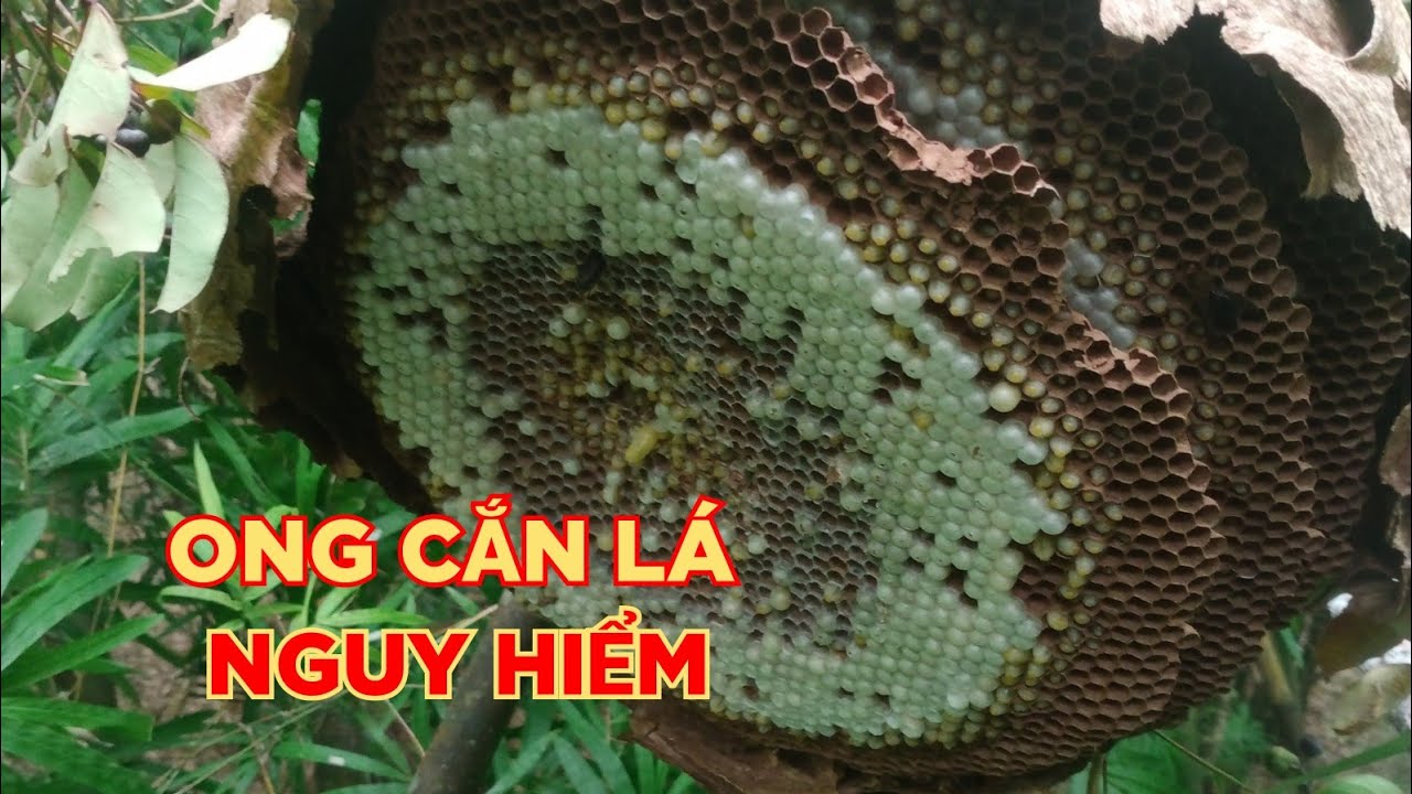 Bữa Cơm Rừng Và Thu Phục Hai Tổ Ong Cắn Lá Nguy Hiểm Nhất Các Loài Ong ...