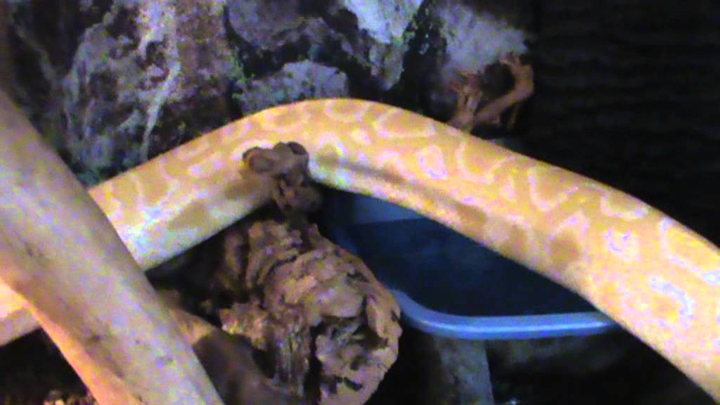 10ft Burmese Python Vivarium/Cage - YouTube