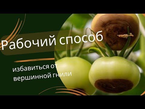 Гниют томаты. Есть быстрое решение. Нюансы лечения томатов от вершинной гнили!