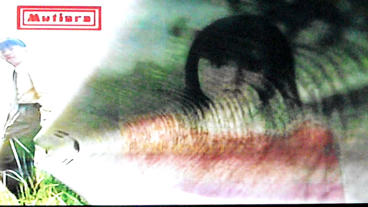 ENTAH DIMANA - ( P.RAMLEE) NYANYIAN BIDUAN ROCKY LABU - YouTube