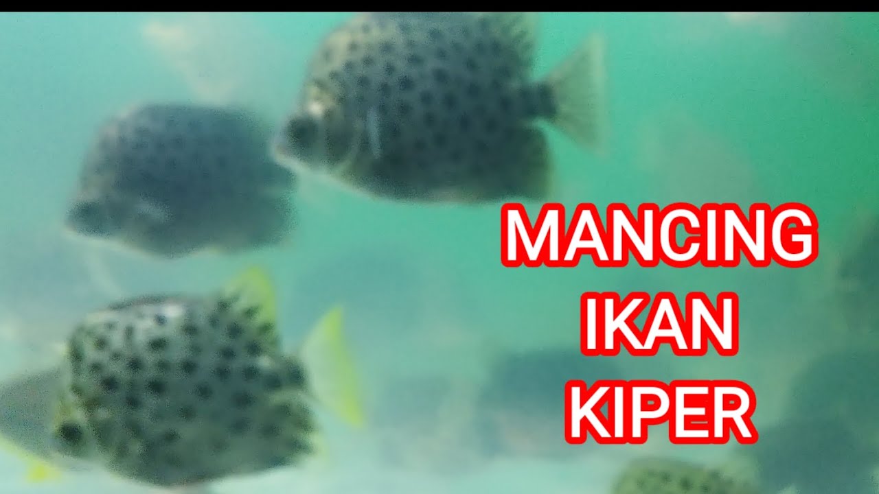 mancing ikan kiper #mancing #trending - YouTube