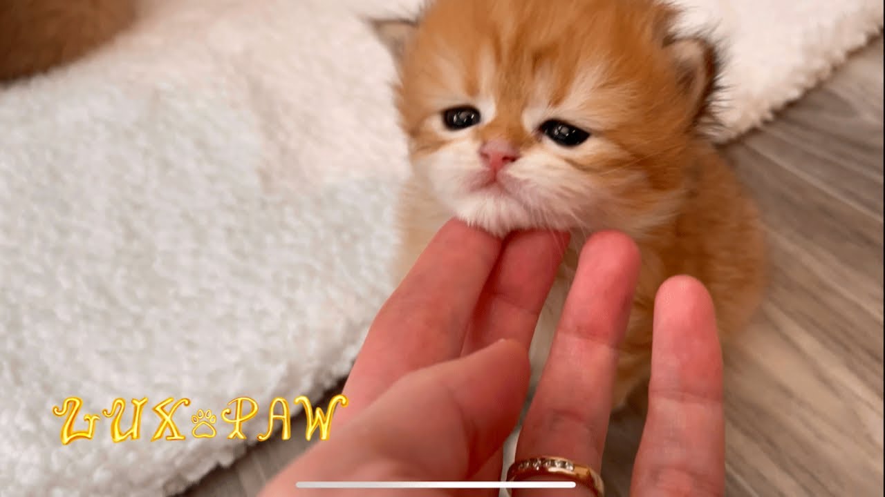 Cute British kittens starting to explore 🥰 3 weeks old |Lux Paw Cattery ...