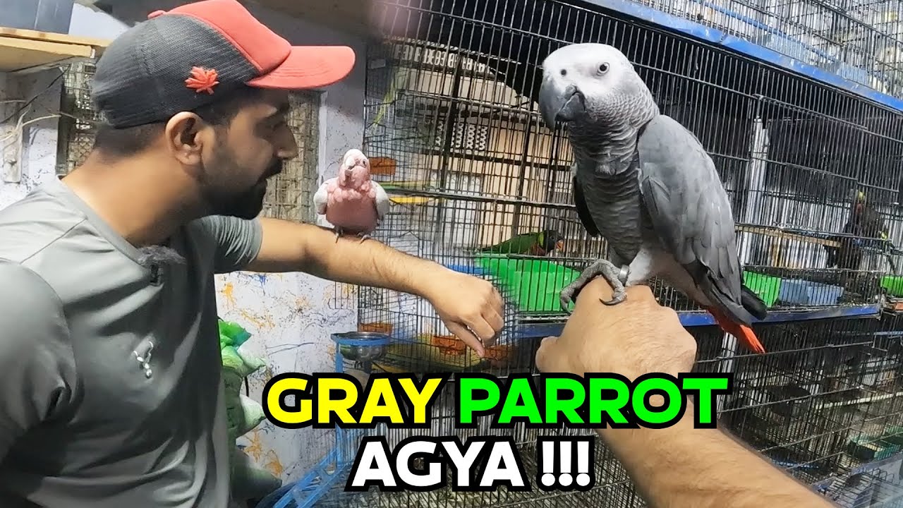 Kya Gray Parrot agya ? | Hasham Ras vlogs - YouTube