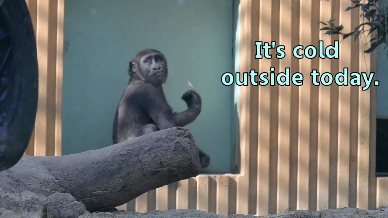 Gorilla Kintaro wants to go back to his room because it is cold outside ...