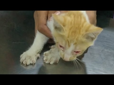 Feral Kitten Was Rescued With Swollen Eyes And Taken To Vet Immediately ...