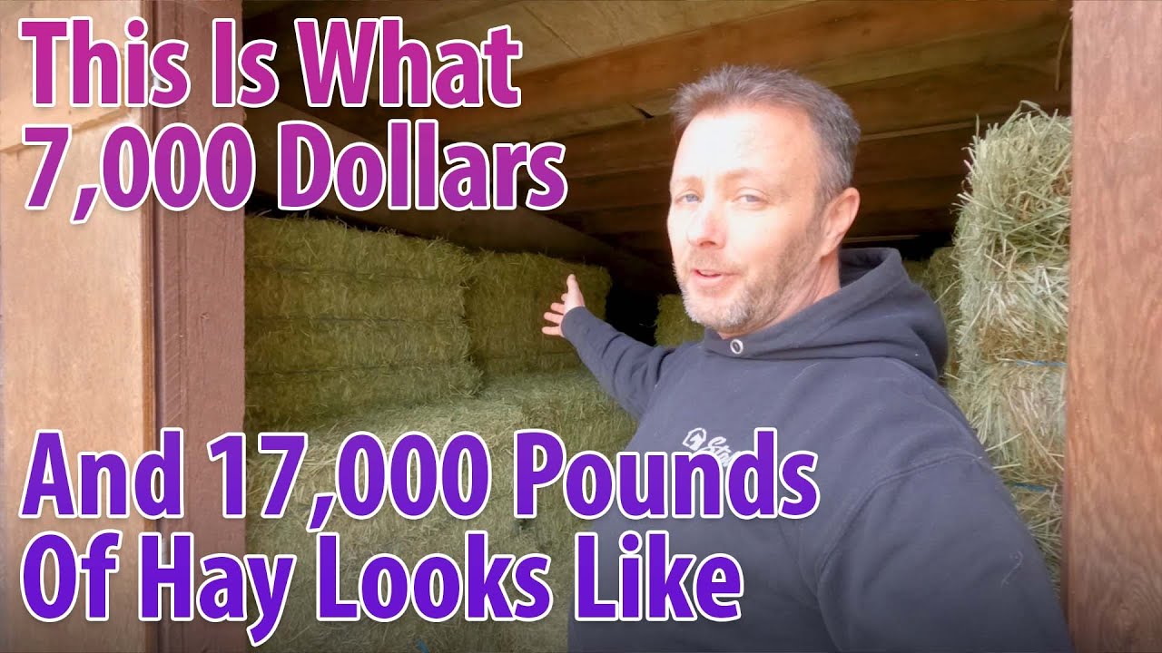 I Never Waste Your Money On Bad Hay For The Horses! - YouTube
