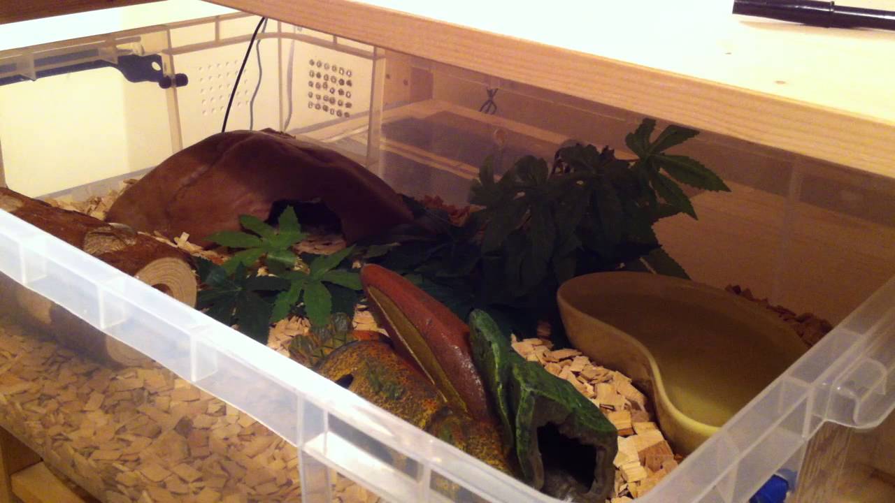 Snake Collection Tour - March 2015 - YouTube