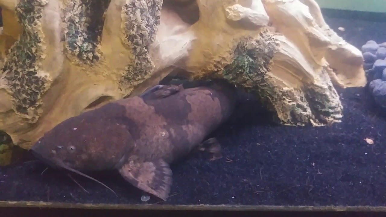 Giant bumblebee cat - YouTube