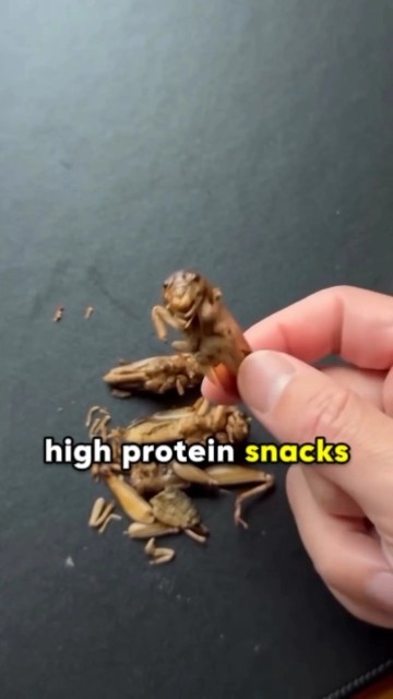Would You Eat a Cockroach? - YouTube