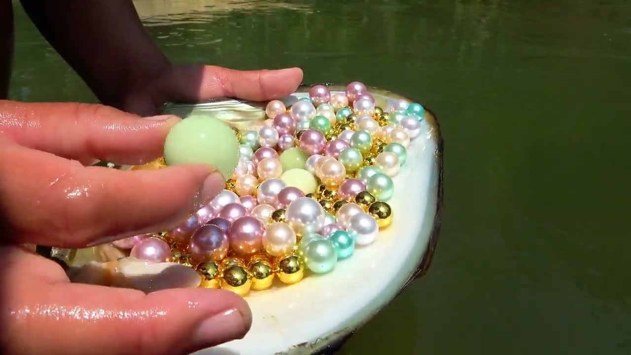 The first collection of mutated blue pearl clams, the pearls inside are ...