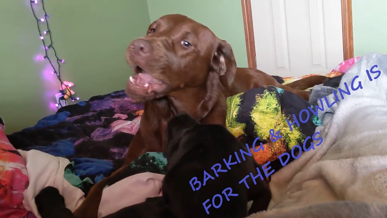 Barking & Howling is For the Dogs - YouTube