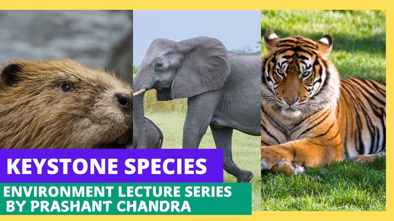 Keystone Species | Environment and Ecology Notes | Environment For UPSC ...