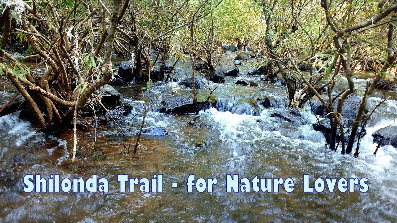 Shilonda Nature Trail : Jungle Walk | Sanjay Gandhi National Park ...