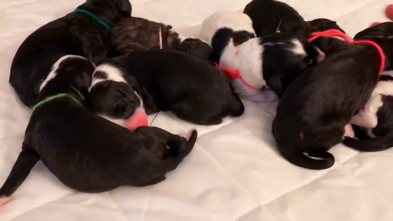 Molly/Brody Newborn Standard Sheepadoodles ️ - YouTube
