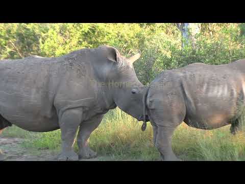 Rhinos Mating at Waterhole, Zebras Can't Look Away !