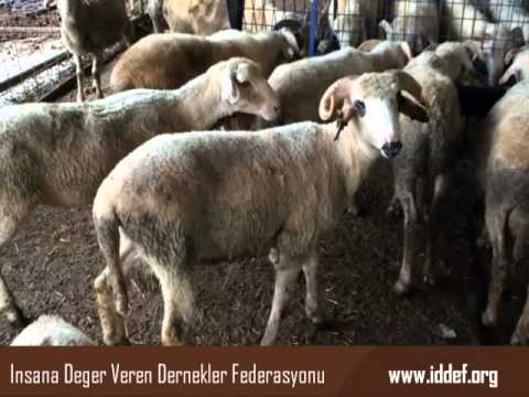 Sadaka Kurbanı Nedir