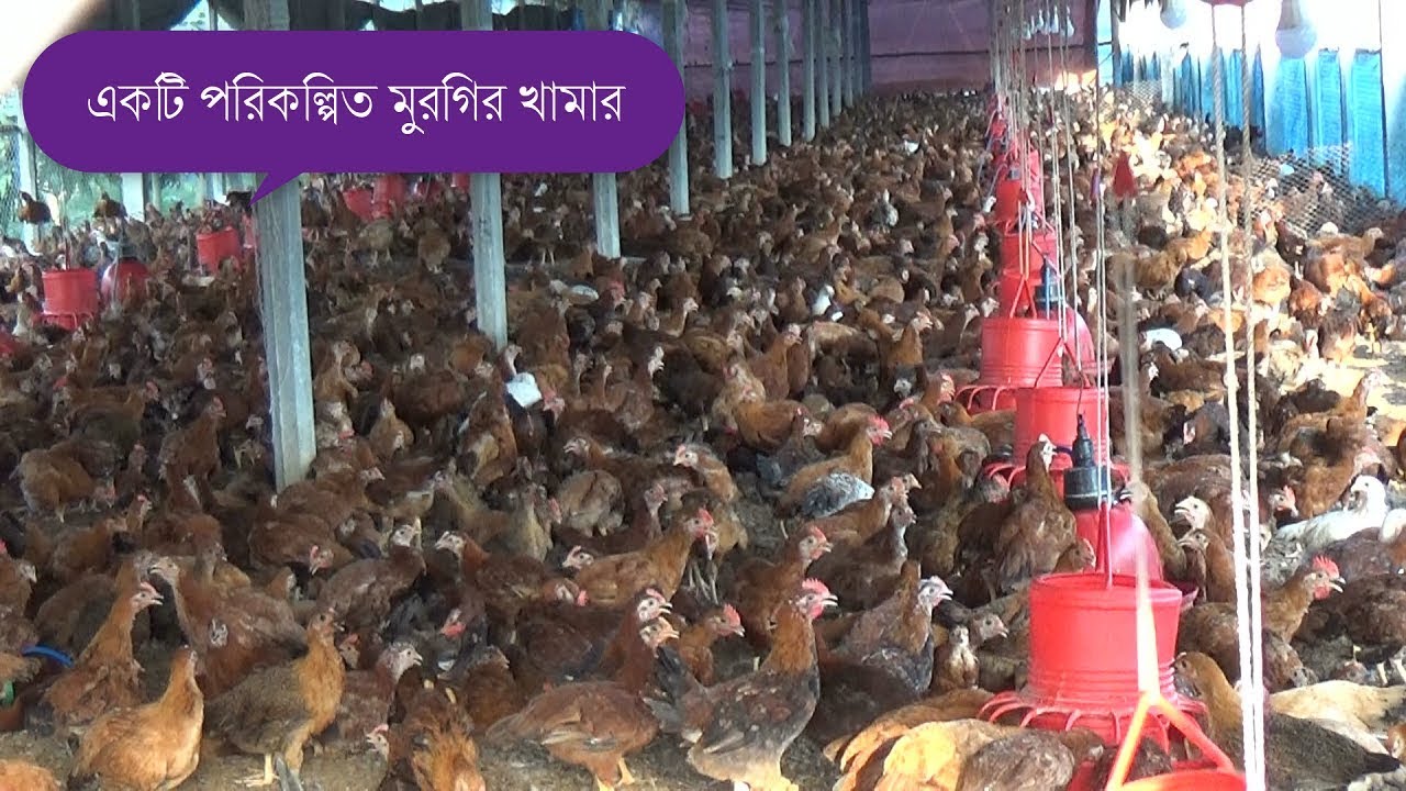 A Beautiful Big Hen Farm | A Modern Chicken Farm in Bangladesh - YouTube