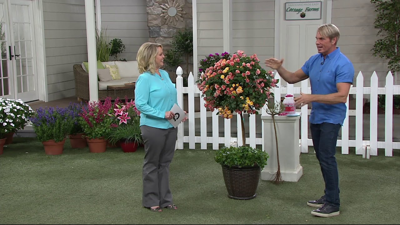 Qvc Cottage Farms Rose Tree at Stephanie Mclean blog
