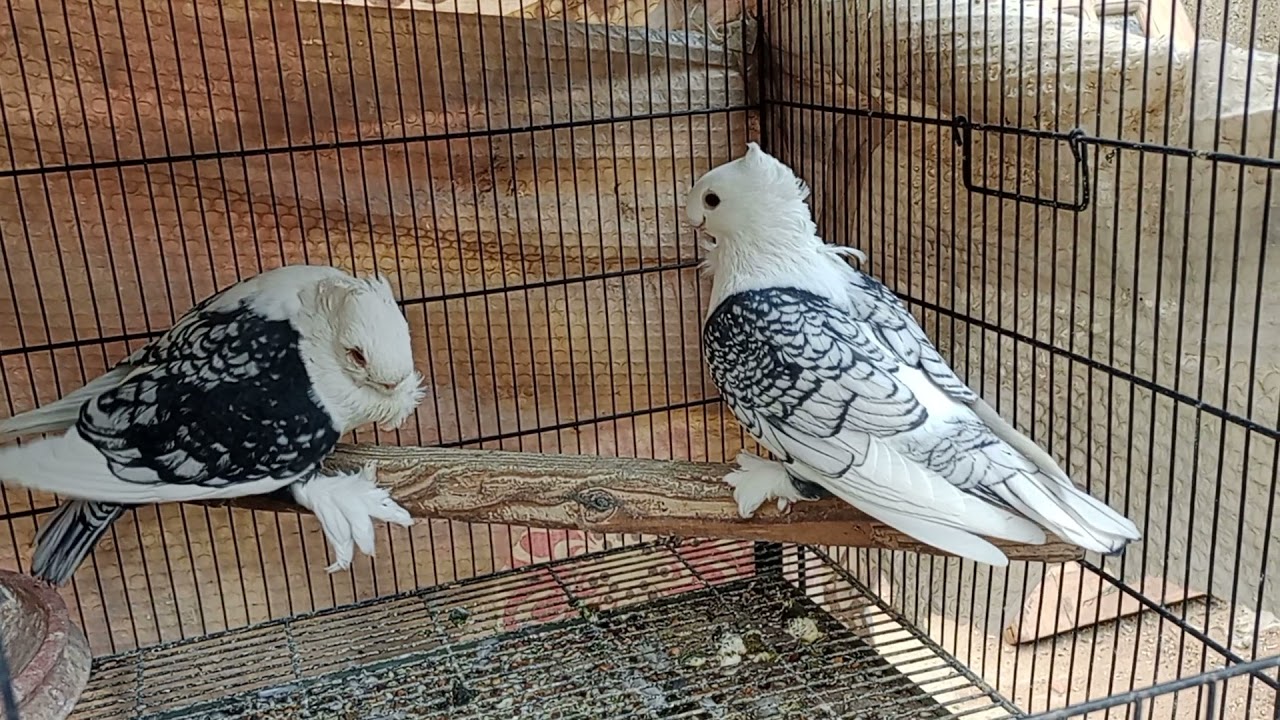 Vickey's loft ️ Modern Satinette oriental frill pigeons ,2021 Karachi ...