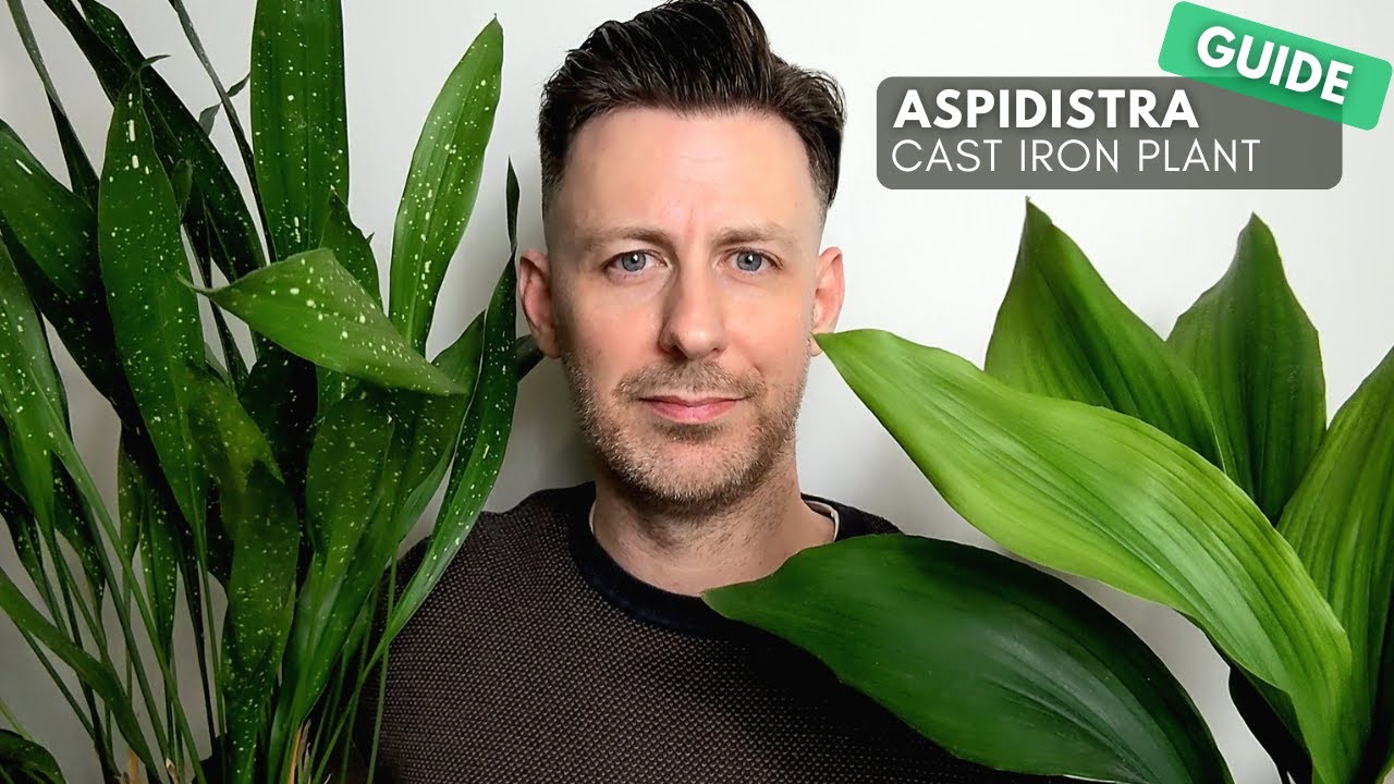 Aspidistra (Cast Iron Plant) Care Guide and Growing Tips - YouTube