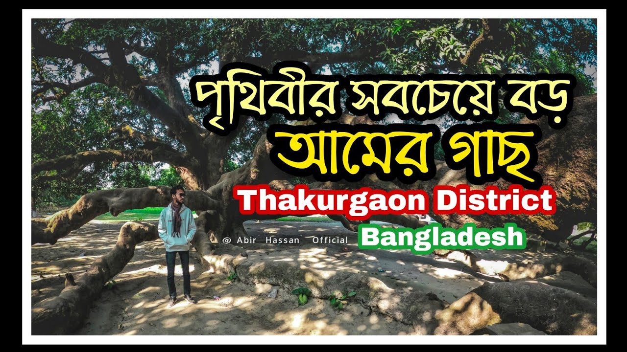 Biggest Mango Tree in the World | পৃথিবীর সবচেয়ে বড় আম গাছ ...