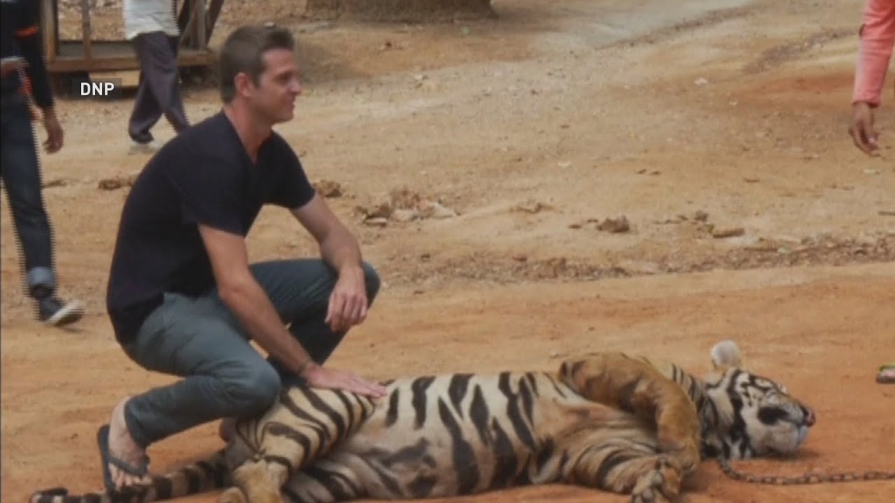 40 dead tiger cubs in Thai temple freezer - YouTube