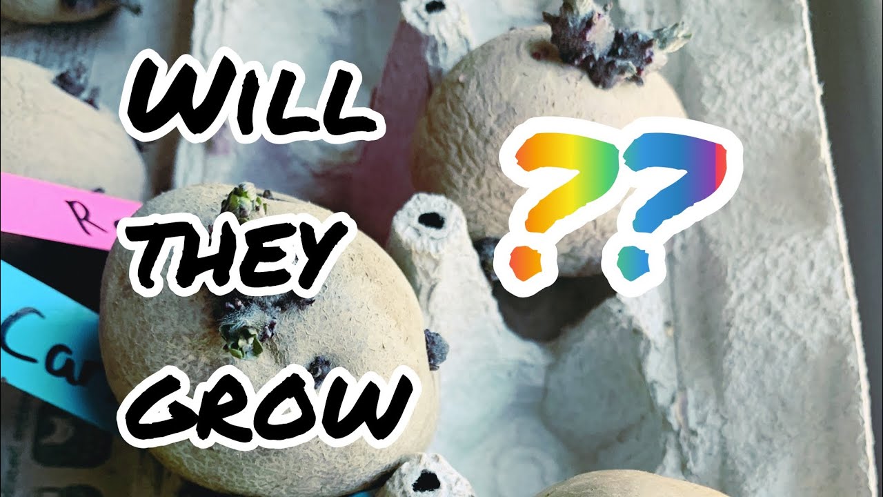 How to Grow Potatoes Without Soil Update #1 - YouTube