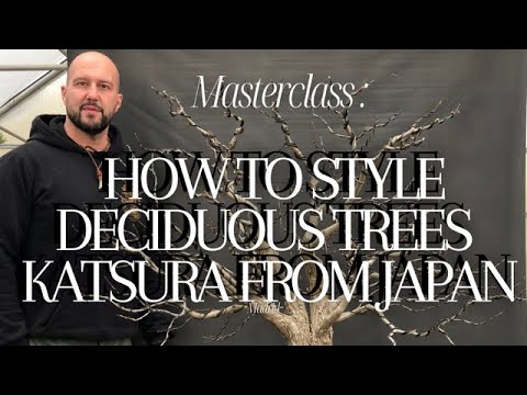 Masterclass : How to style deciduous trees Katsura from Japan - YouTube