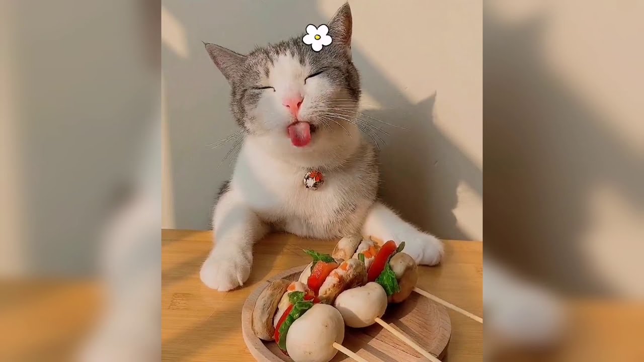 Cute Kitten Cooking Show Compilation #005 | Cooking Cat - YouTube