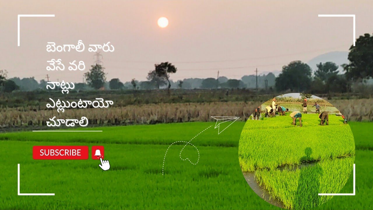 Bengali vaaru vese vari naatlu - YouTube