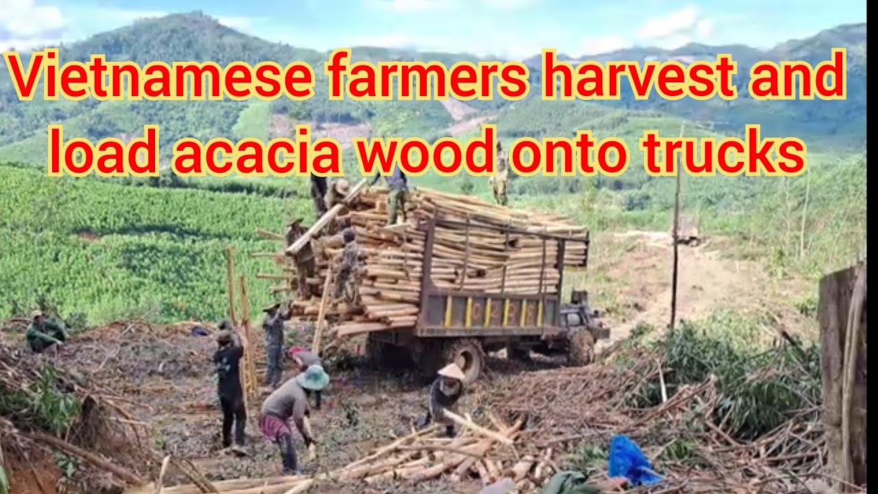 Vietnamese farmers harvest and load acacia wood onto trucks + Bốc keo ...