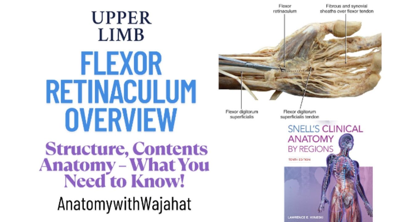 Flexor Retinaculum Overview Explained in 7 Minutes | Anatomy Simplified ...