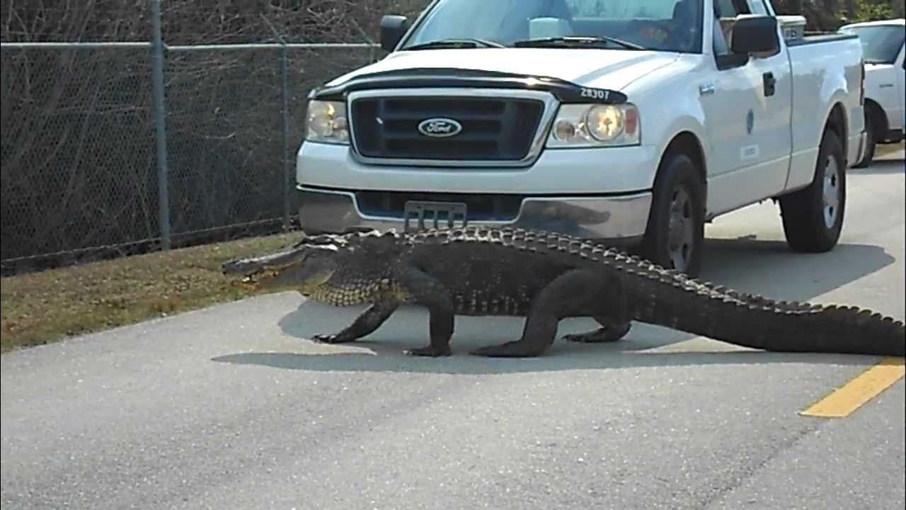 Huge Gator Takes a Stroll - YouTube