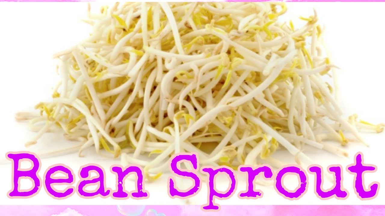 How to Make Bean Sprout or Toge |Toge making in just 5 days| Jamm Vlog ...