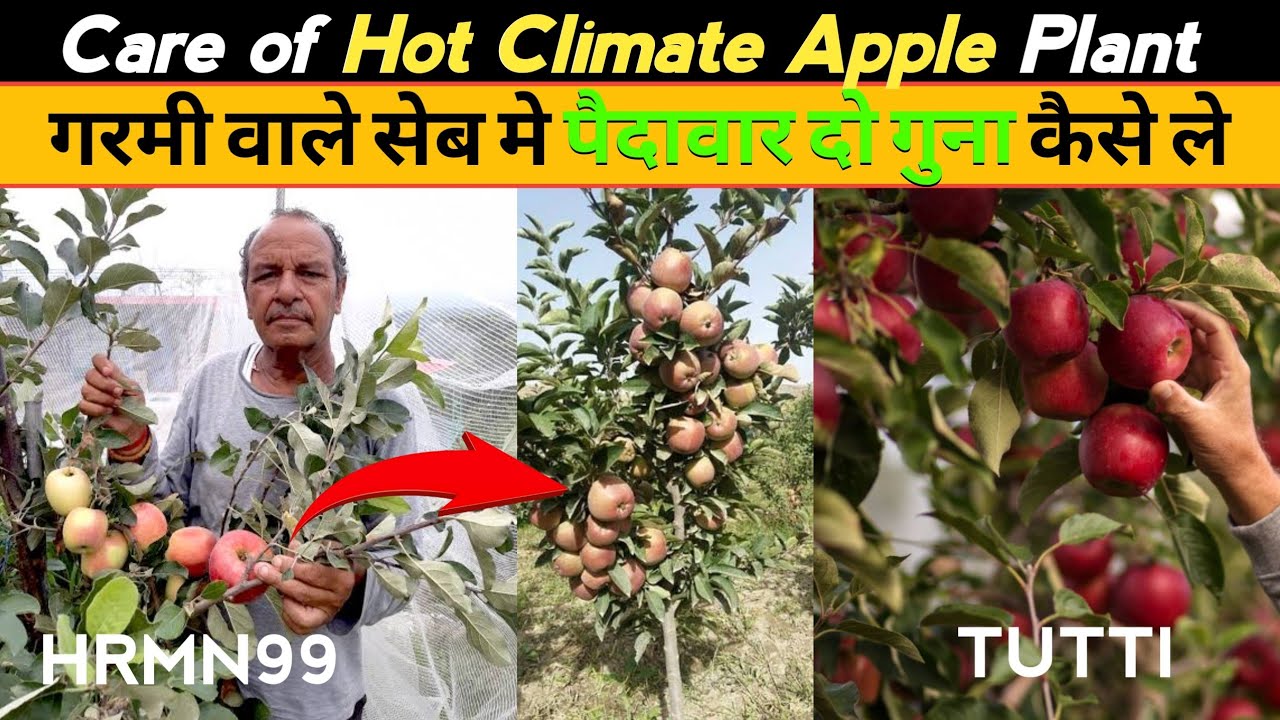 Apple Hot Climate A2Z Care | गर्म क्षेत्र के सेब मे उम्दा पैदावार कैसे ...