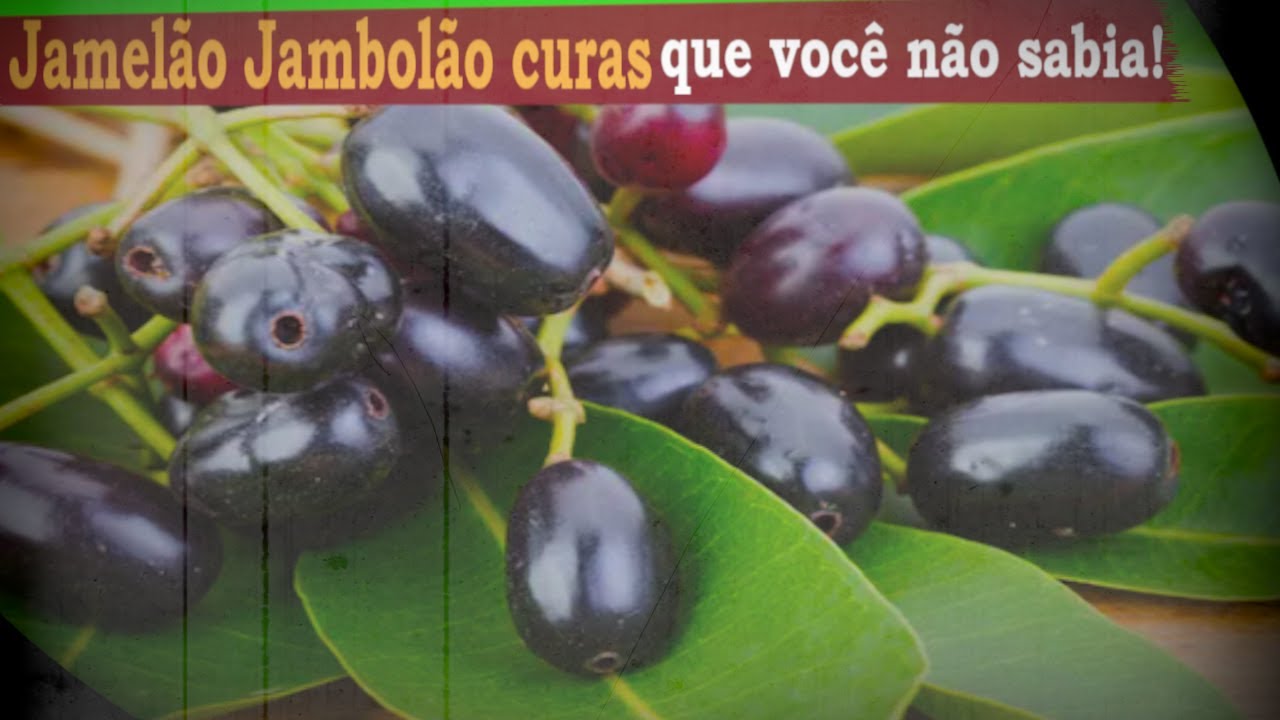JAMELÃO-JAMBOLÃO PODEROSA FONTE DE NUTRIENTES PARA SAÚDE - YouTube