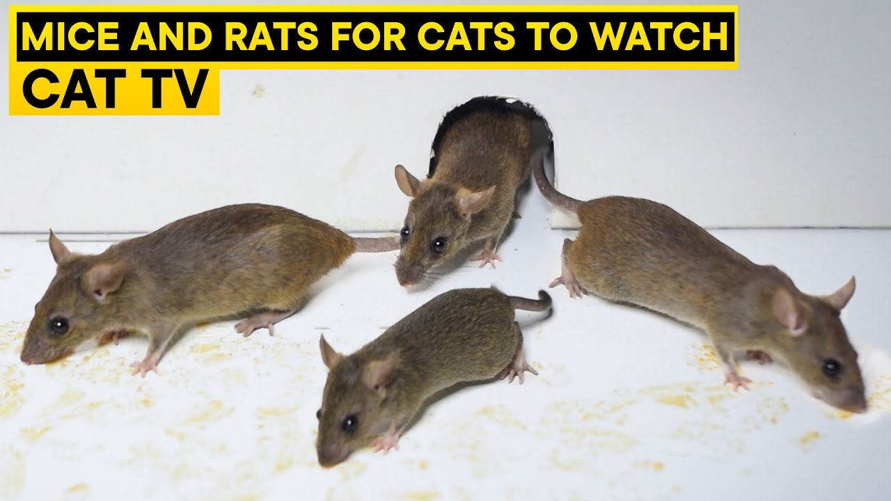 CAT TV - Mice and Rats for Cats to Watch - Rat sound - Mouse sounds ...