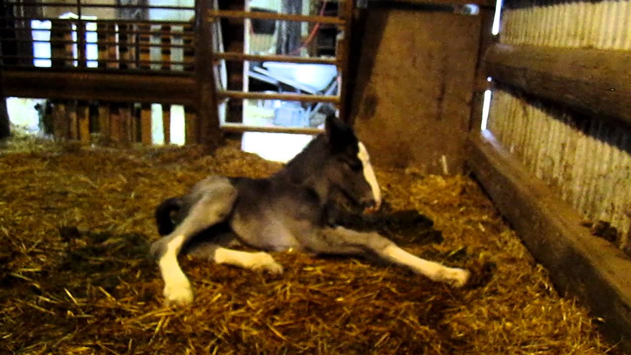 Baby Shire Draft Horse - YouTube
