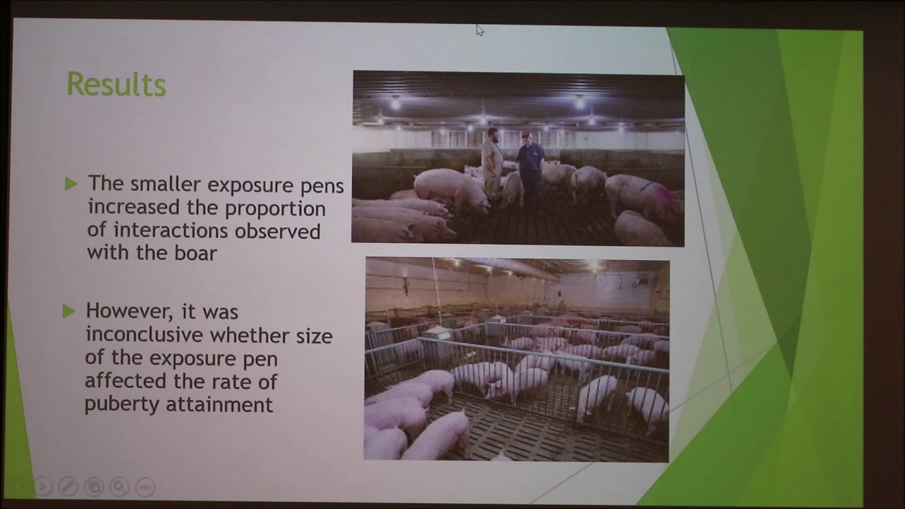 The Boar's Influence on Female Reproduction - YouTube