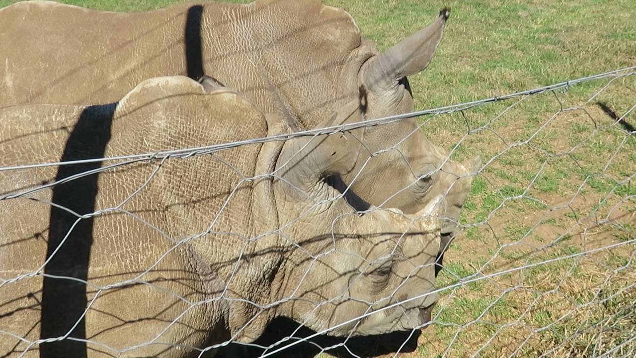 baby rhinos cry for bottles at RAC - YouTube