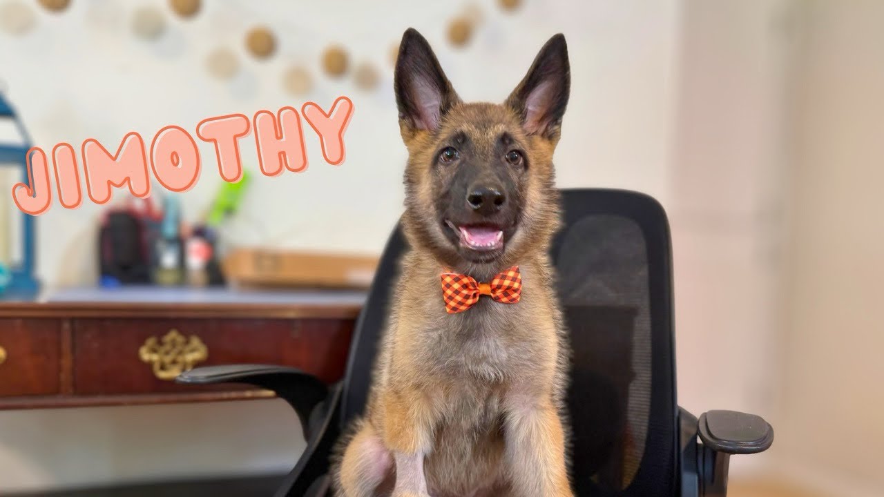 Jimothy your office companion! - YouTube