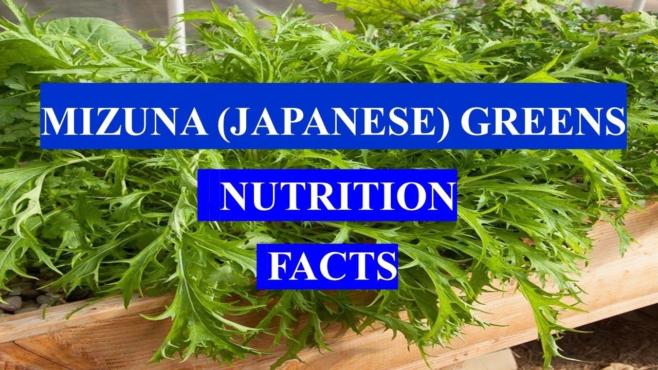 MIZUNA ( JAPANESE ) GREENS VEGETABLE - HEALTH BENEFITS AND NUTRIENT ...