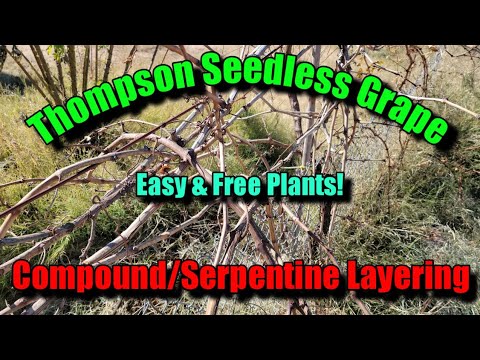 How to Make Many New Grape Vines by Compound/Serpentine Layering - YouTube