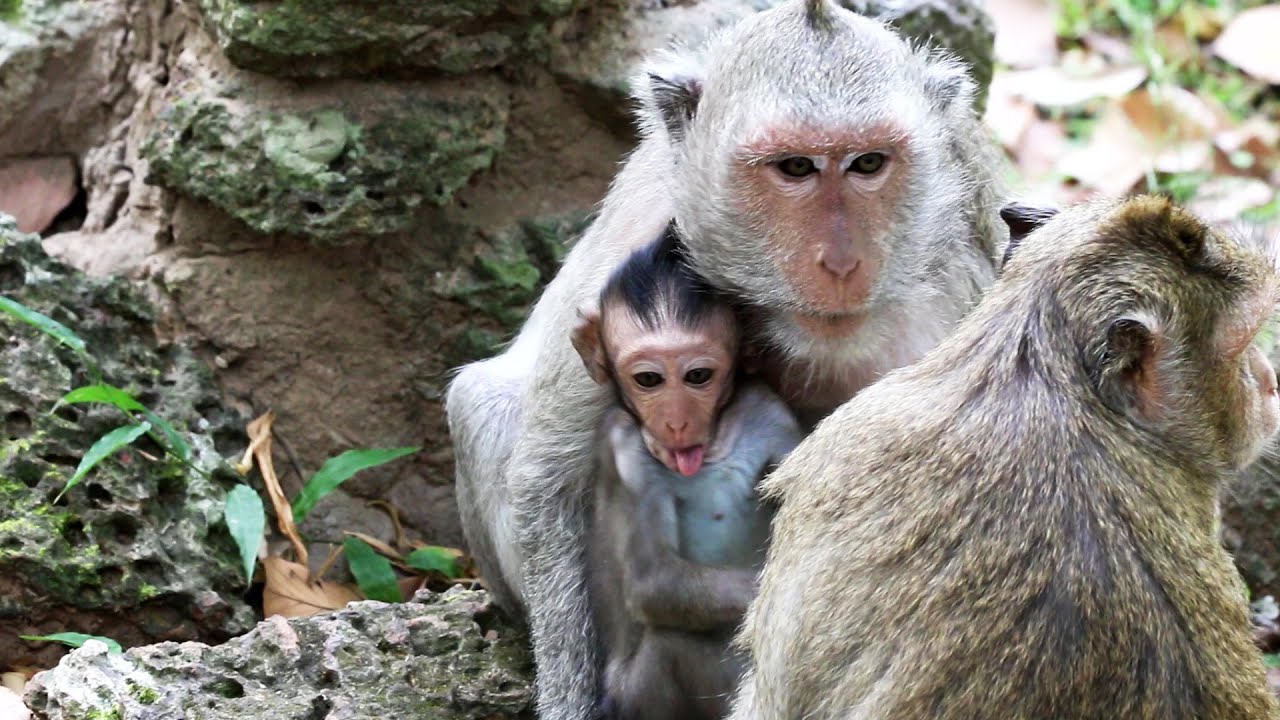 Hunky monkey's family - YouTube